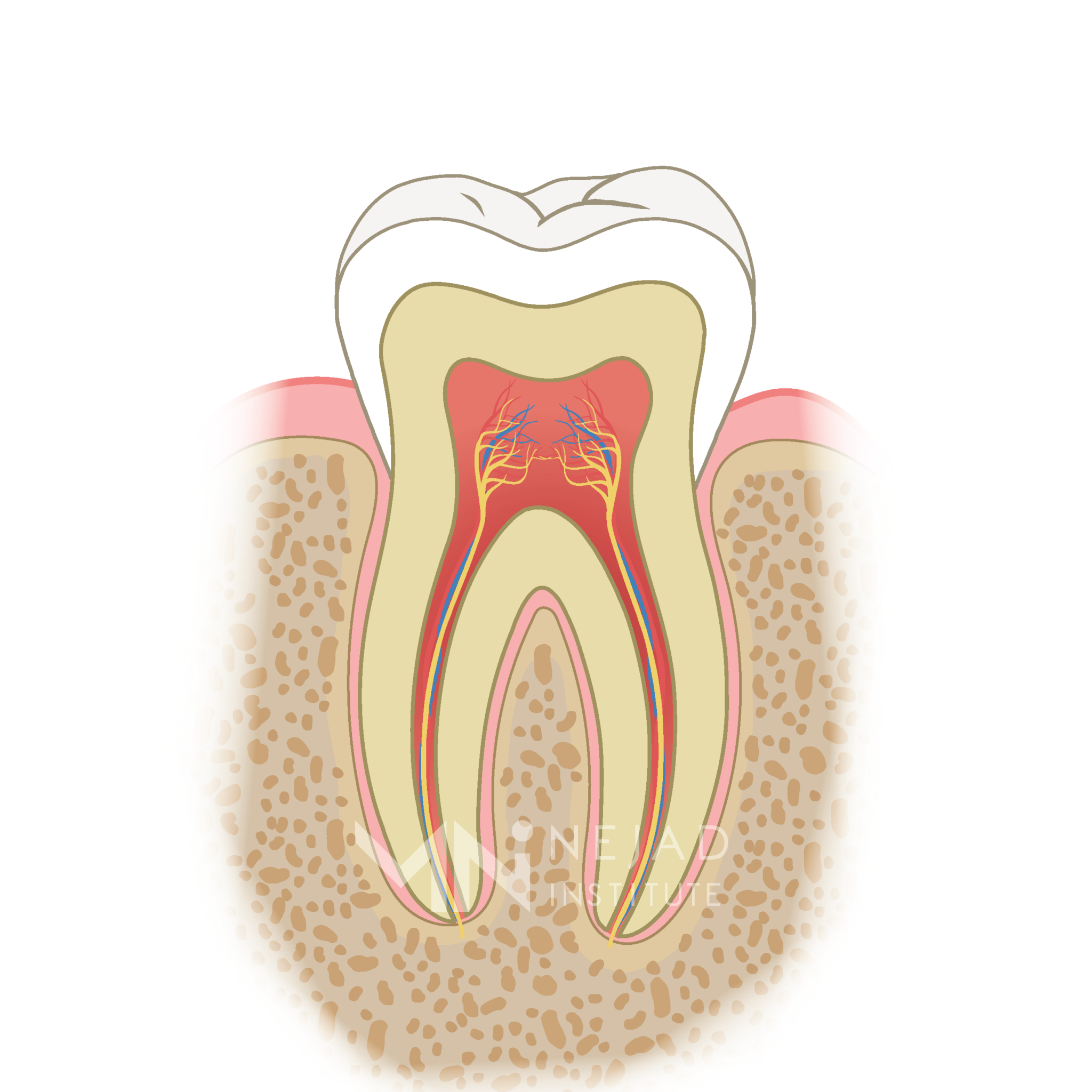 The Tooth Cycle of Death - Nejad Institute for Biomimetic Dentistry